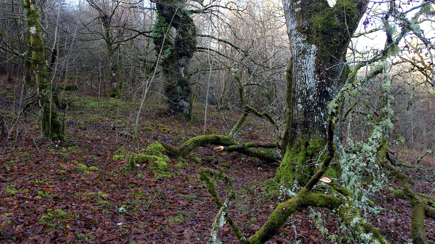 Beard Lichens (Usnea species) - Woodland Trust