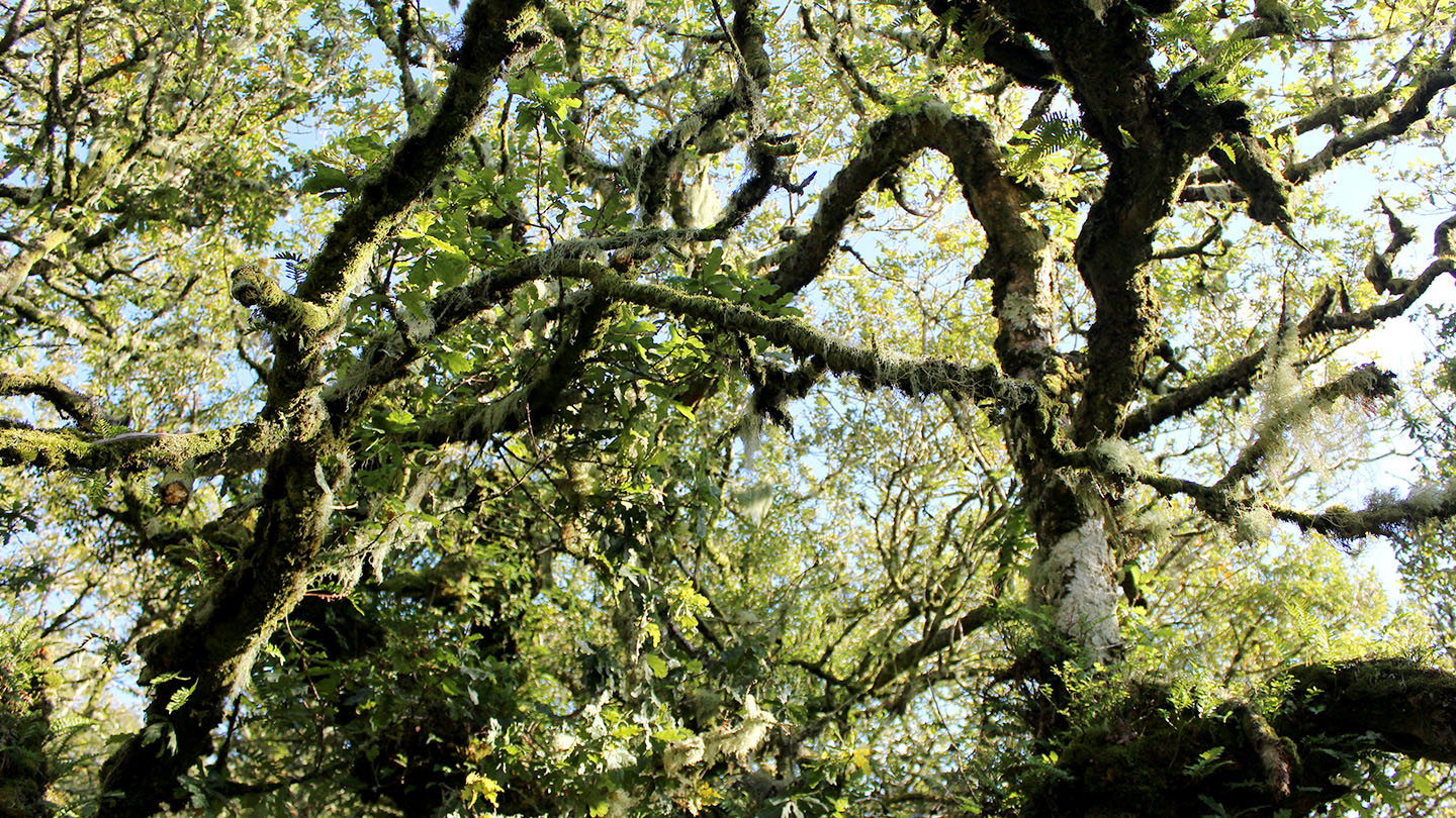 Beard Lichens (Usnea species) - Woodland Trust