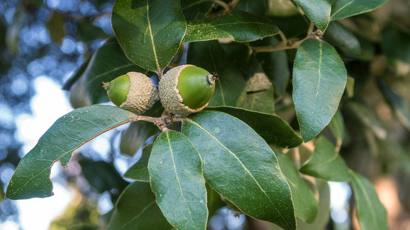 Holm Oak Quercus ilex British Trees Woodland Trust