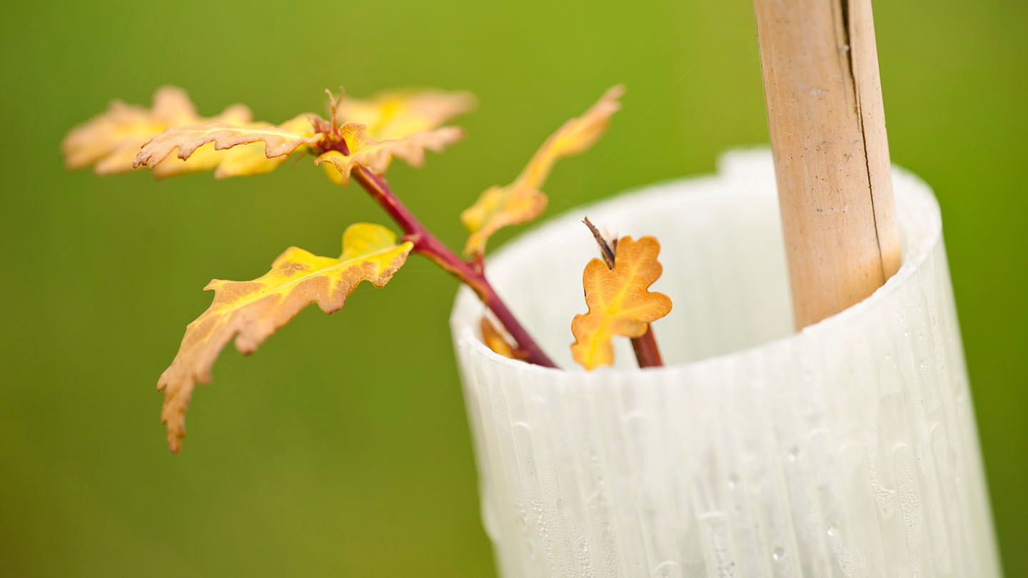 English Oak (Quercus robur) - British Trees - Woodland Trust
