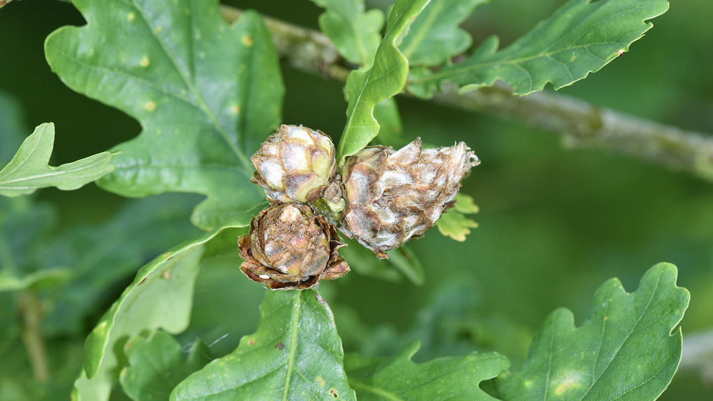 English Oak (Quercus robur) - British Trees - Woodland Trust