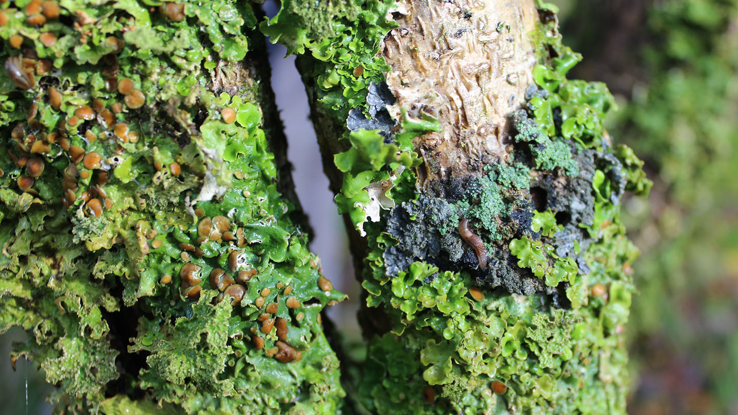 Lungwort lichens – Lobaria species - Woodland Trust