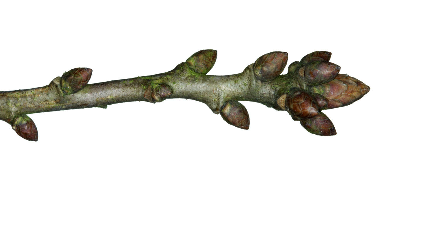 How to Identify Trees: A Simple Guide - Woodland Trust