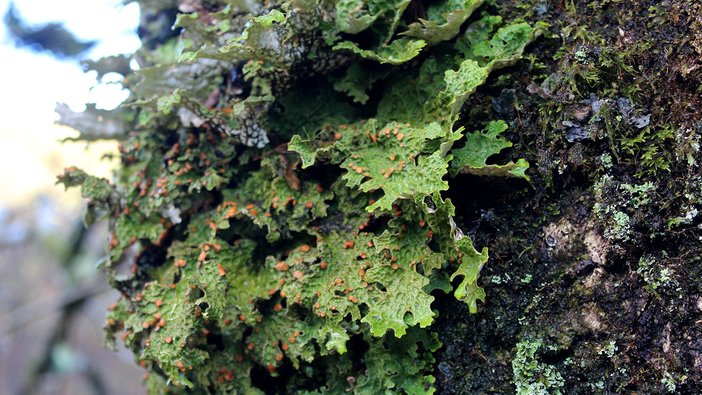 Lungwort lichens – Lobaria species - Woodland Trust
