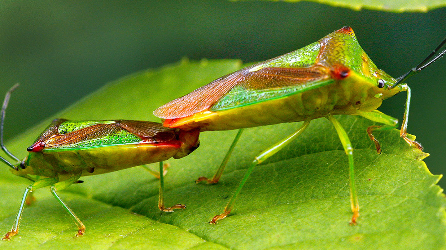 Hawthorn Shieldbug (A. haemorrhoidale) - Woodland Trust