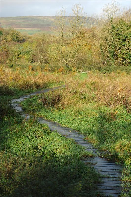 Capanagh Forest - Woodland Trust