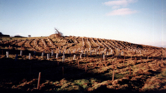Cranagh Wood - Woodland Trust
