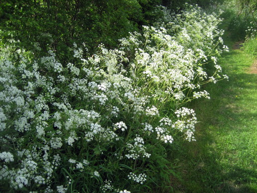 Meridian Wood - Woodland Trust