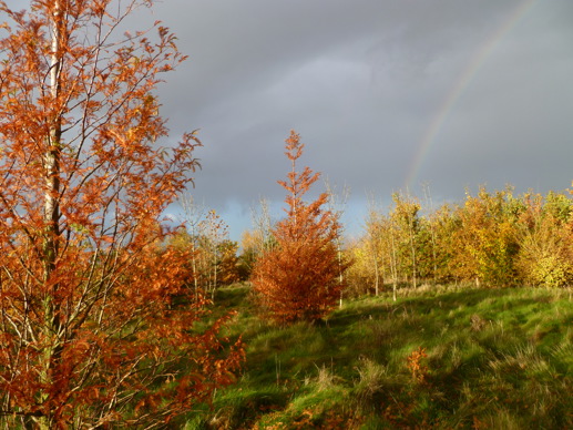 Soken Wood - Woodland Trust