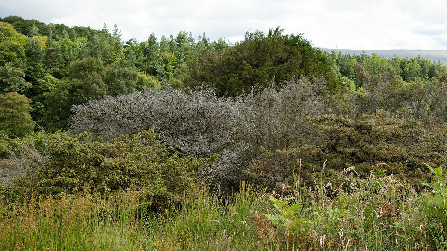 Juniper (Juniperus communis) - British Trees - Woodland Trust