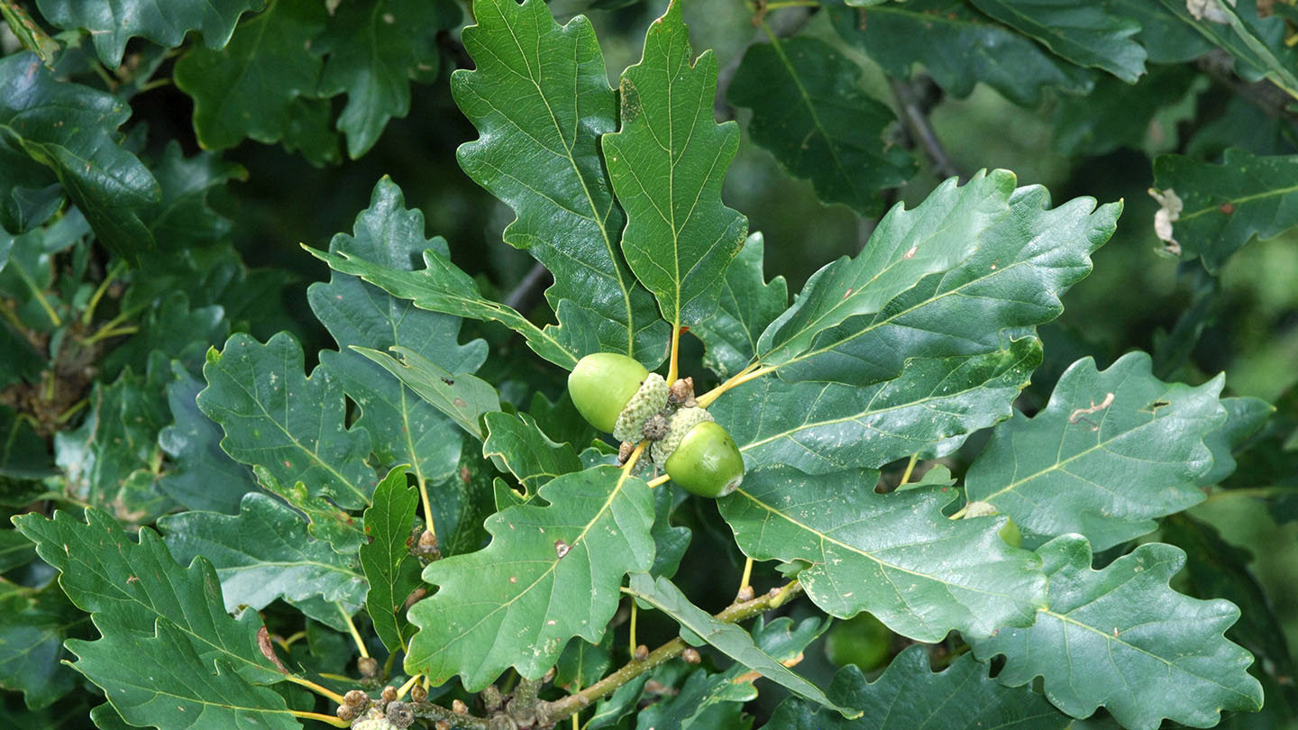 English Oak (Quercus robur) - British Trees - Woodland Trust