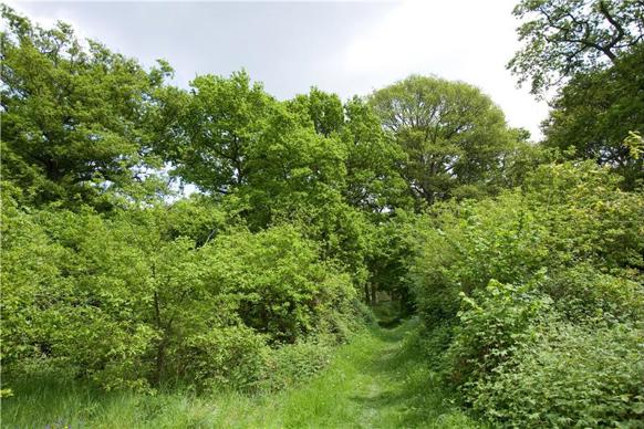 Drovers Wood - Woodland Trust