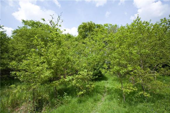 Drovers Wood - Woodland Trust