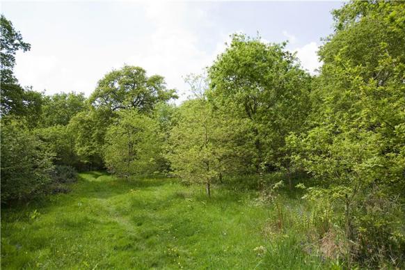 Drovers Wood - Woodland Trust