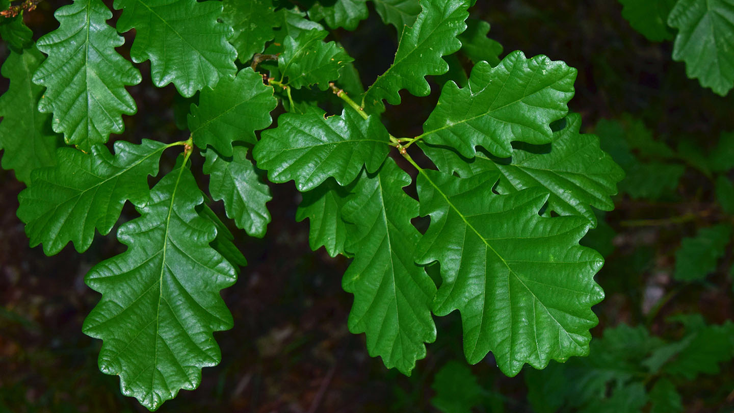 Sessile Oak (Quercus petraea) - British Trees - Woodland Trust
