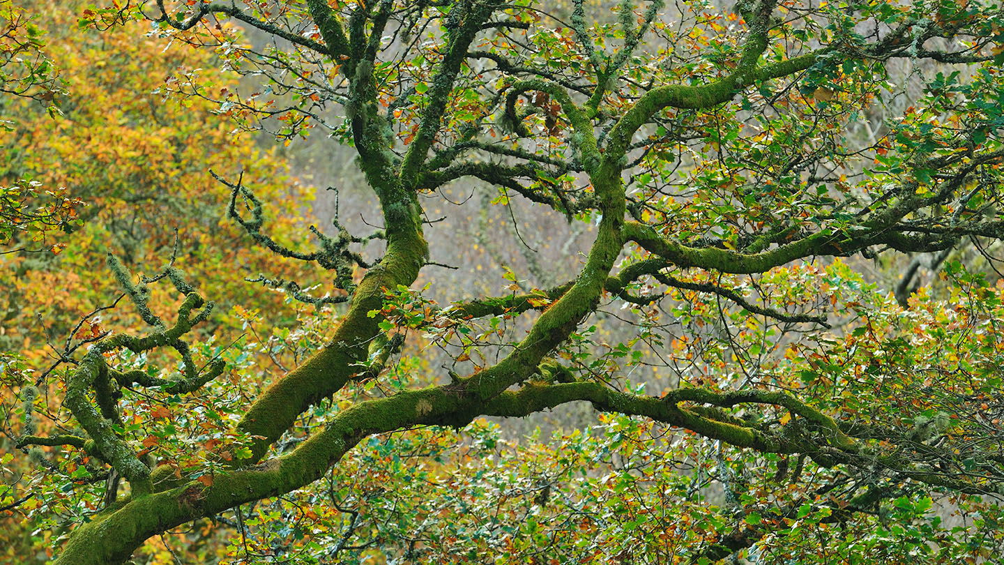 Sessile Oak (Quercus petraea) - British Trees - Woodland Trust