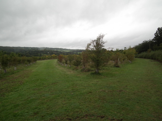 Little Foxes Copse - Woodland Trust