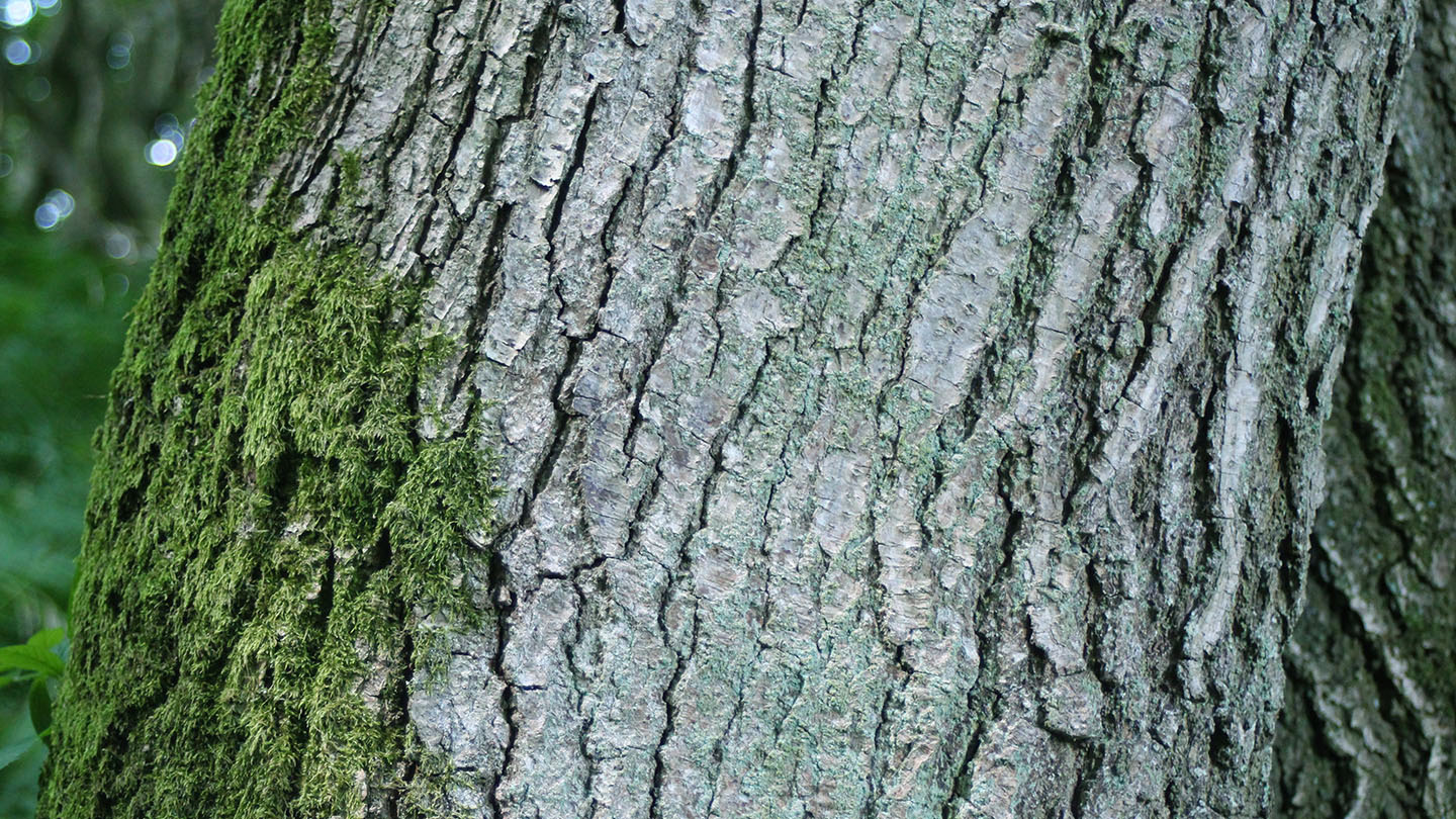 Sessile Oak (Quercus petraea) - British Trees - Woodland Trust