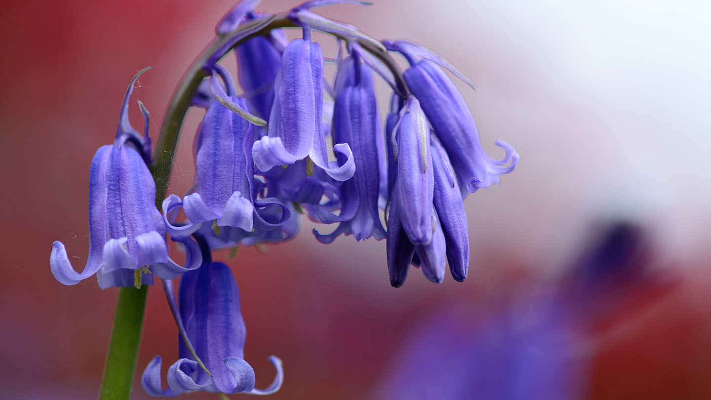 Bluebell (Hyacinthoides non-scripta) - Woodland Trust