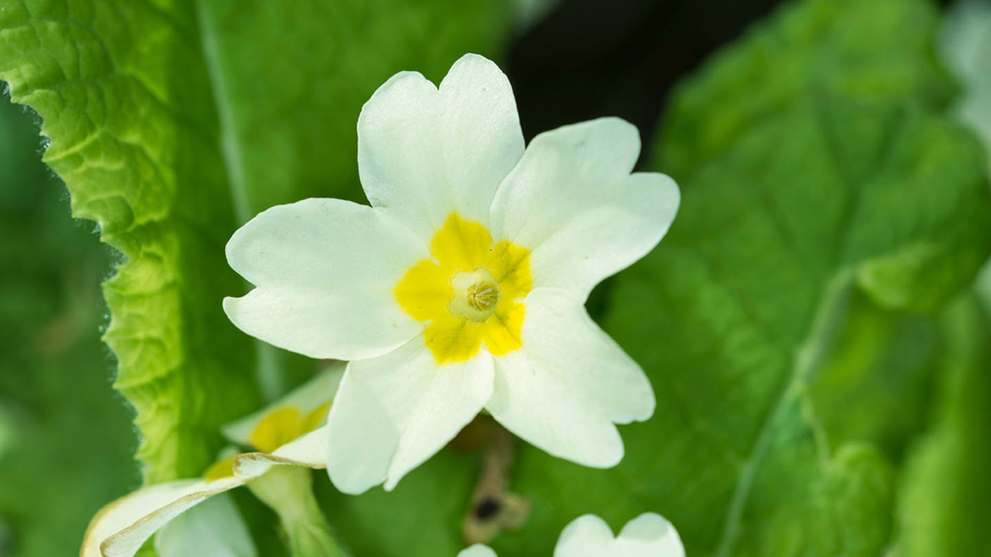 Primrose (Primula vulgaris) - Woodland Trust