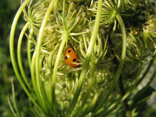 Wheeldon Copse - Woodland Trust