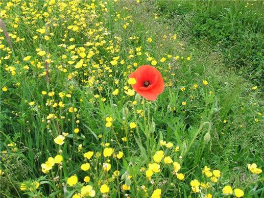 Wheeldon Copse - Woodland Trust