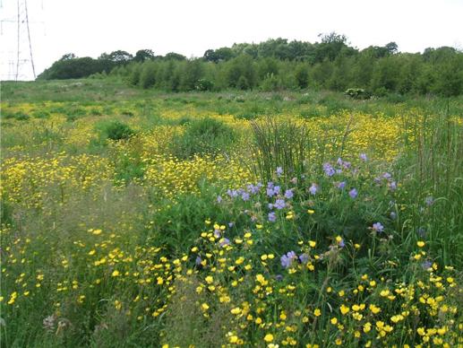 Wheeldon Copse - Woodland Trust