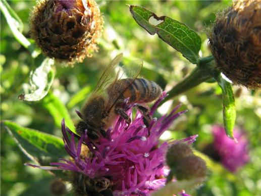Wheeldon Copse - Woodland Trust