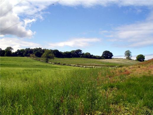 Wheeldon Copse - Woodland Trust