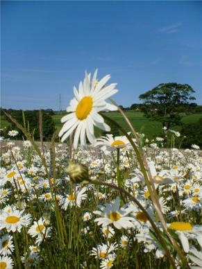 Wheeldon Copse - Woodland Trust
