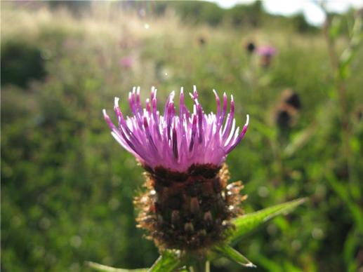 Wheeldon Copse - Woodland Trust