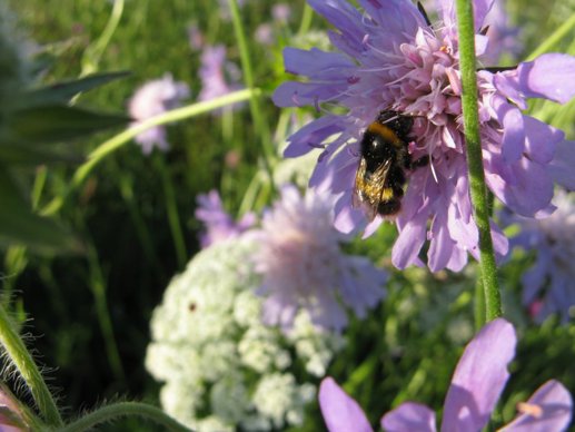 Wheeldon Copse - Woodland Trust