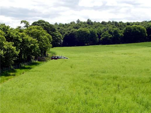 Wheeldon Copse - Woodland Trust