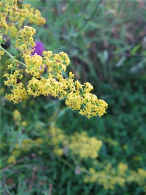 Wheeldon Copse - Woodland Trust