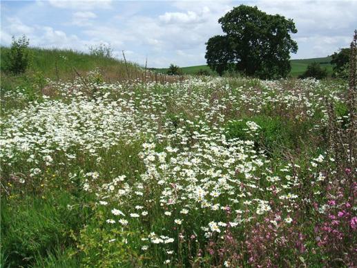 Wheeldon Copse - Woodland Trust