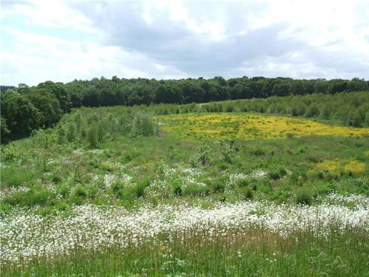 Wheeldon Copse - Woodland Trust