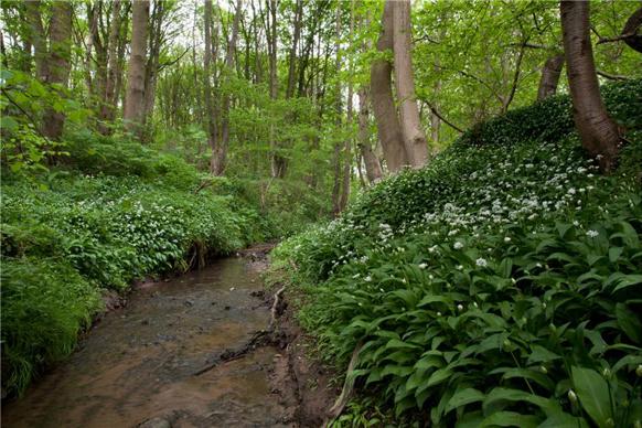 Longacre Wood - Woodland Trust