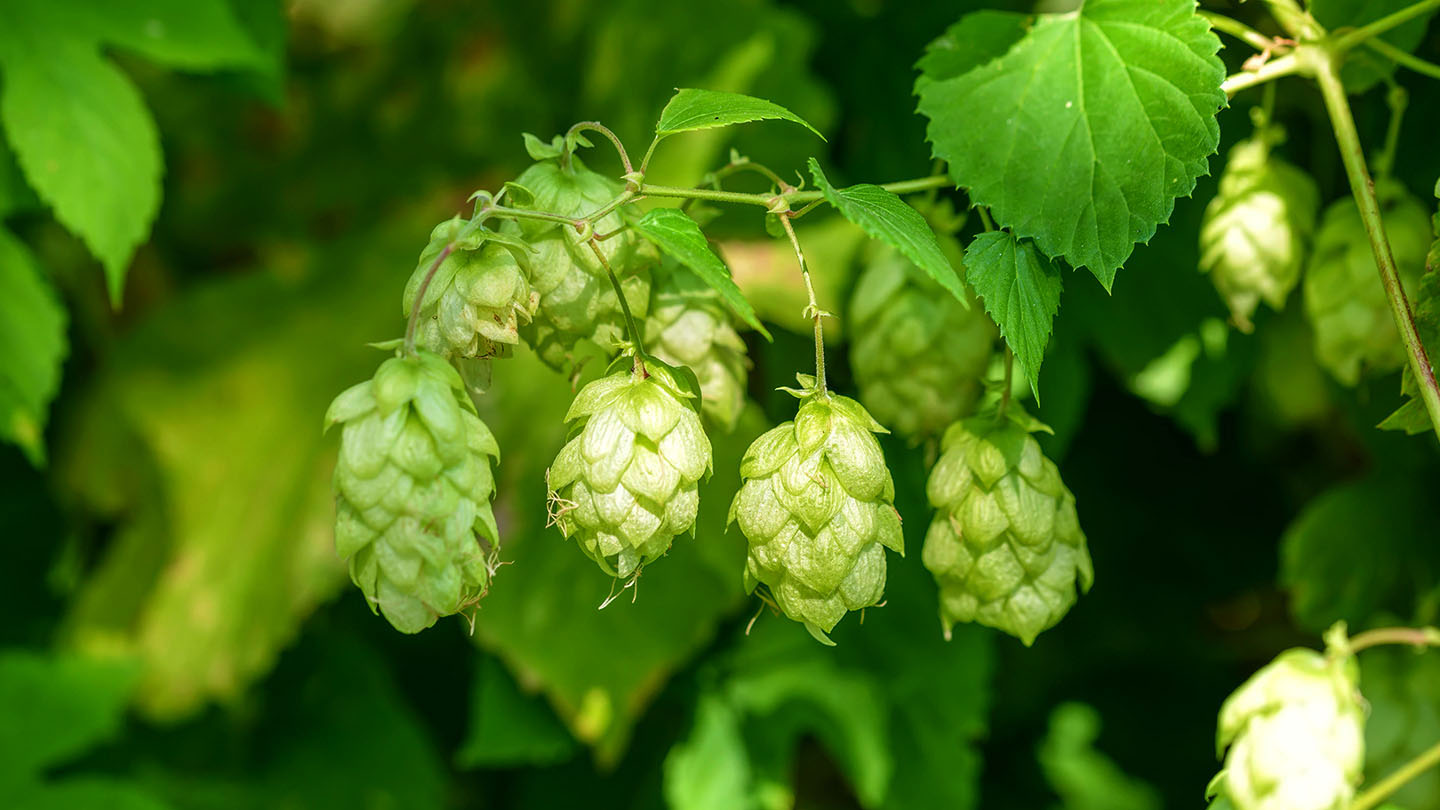 Hop (Humulus lupulus) - British Plants - Woodland Trust