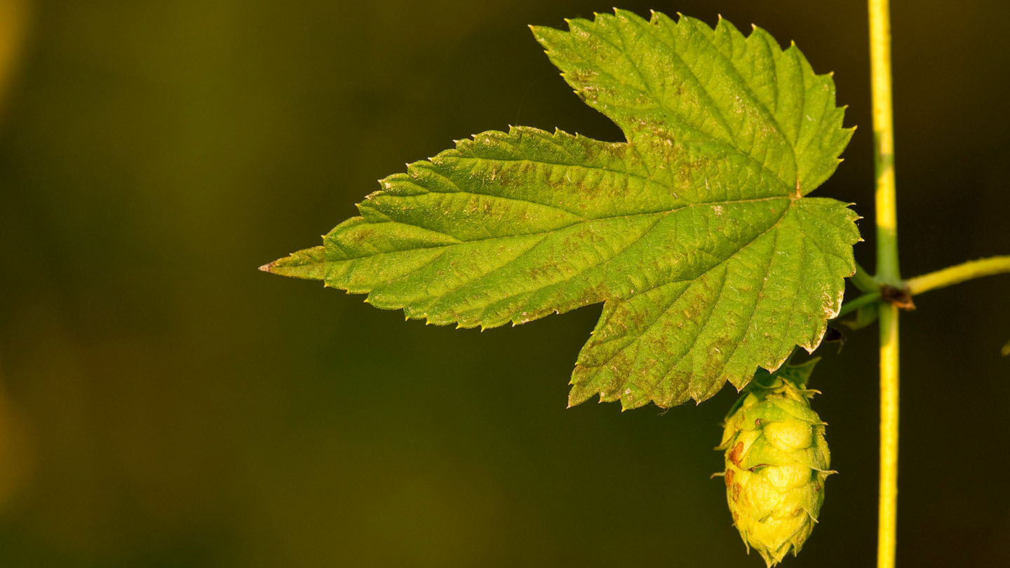 Hop (Humulus lupulus) - British Plants - Woodland Trust