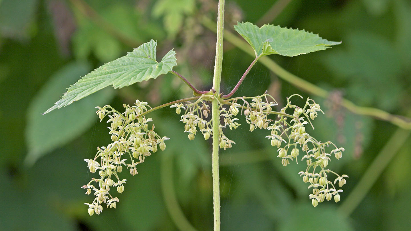 Hop (Humulus lupulus) - British Plants - Woodland Trust