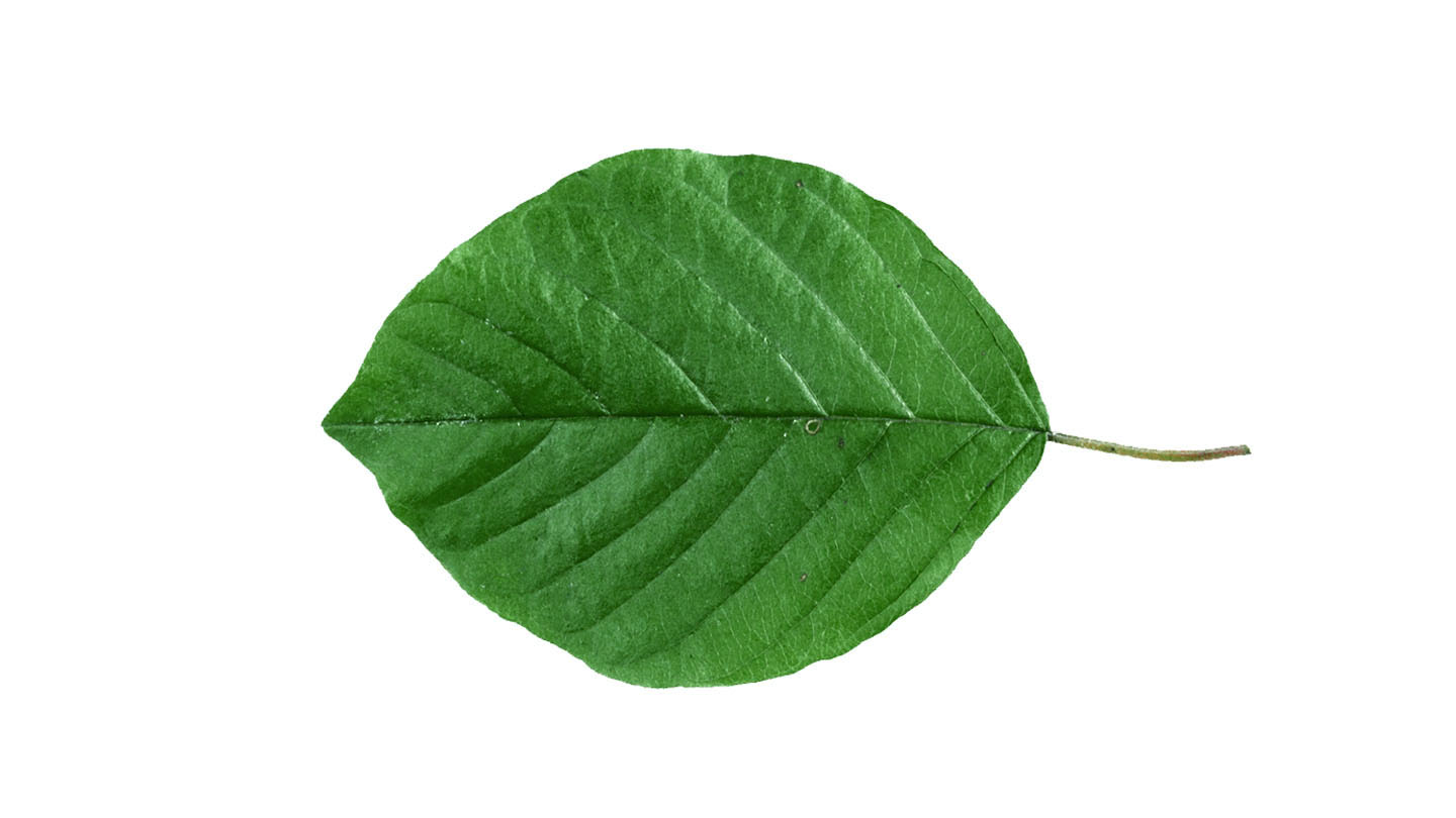 Alder Buckthorn (Frangula alnus) - Woodland Trust