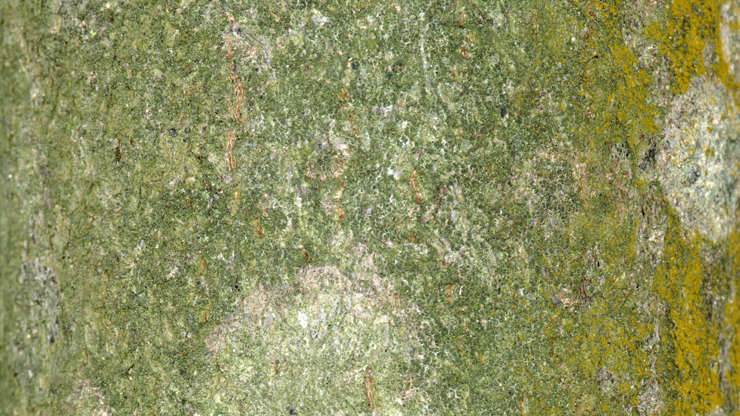 Alder Buckthorn (Frangula alnus) - Woodland Trust