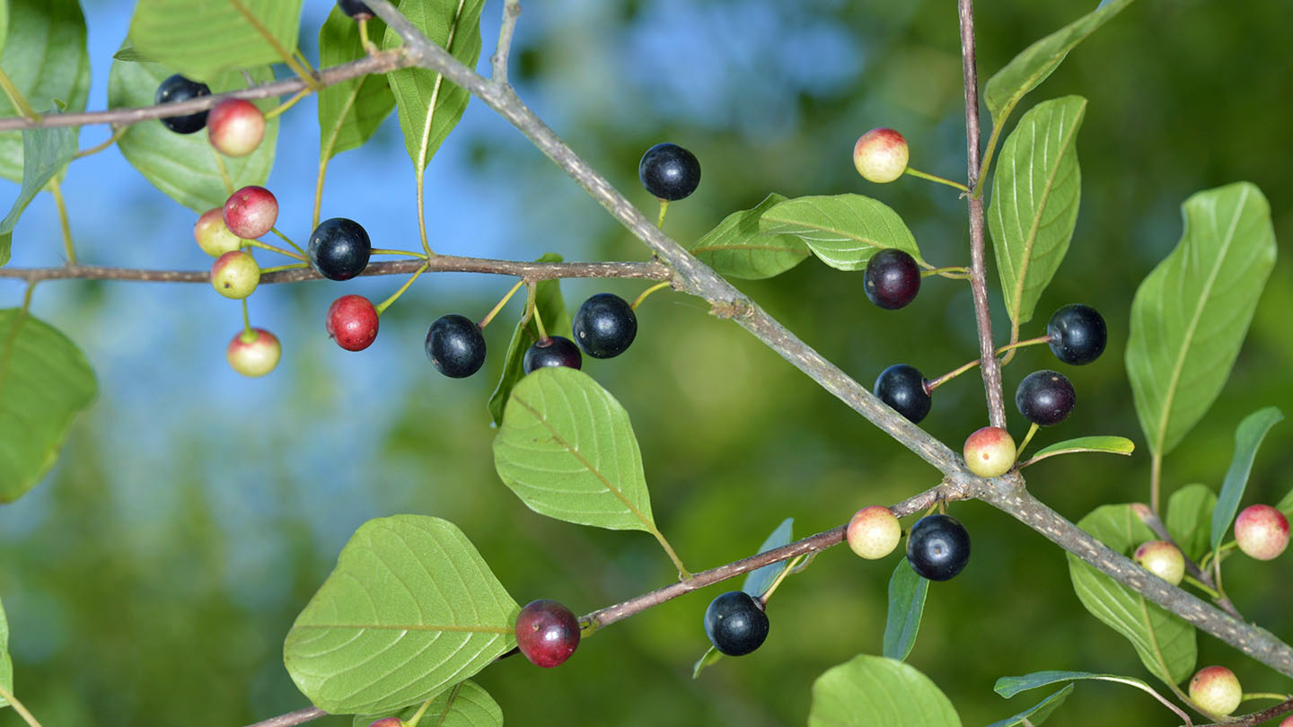 Purging Buckthorn (Rhamnus cathartica) - Woodland Trust