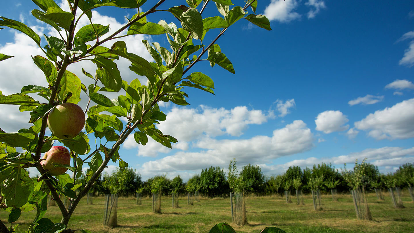 Apple (Malus x domestica) - British Trees - Woodland Trust