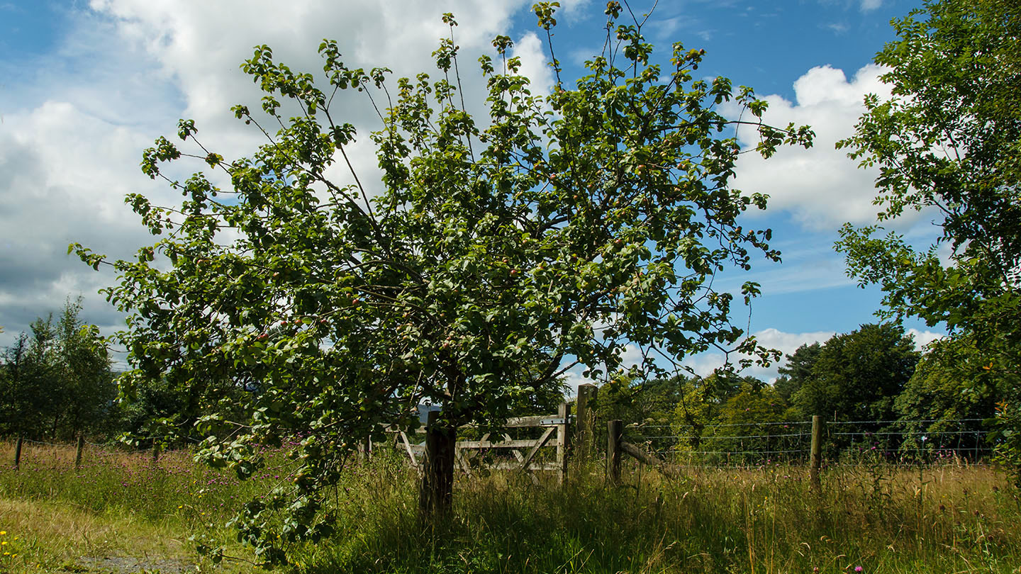 Apple (Malus x domestica) - British Trees - Woodland Trust