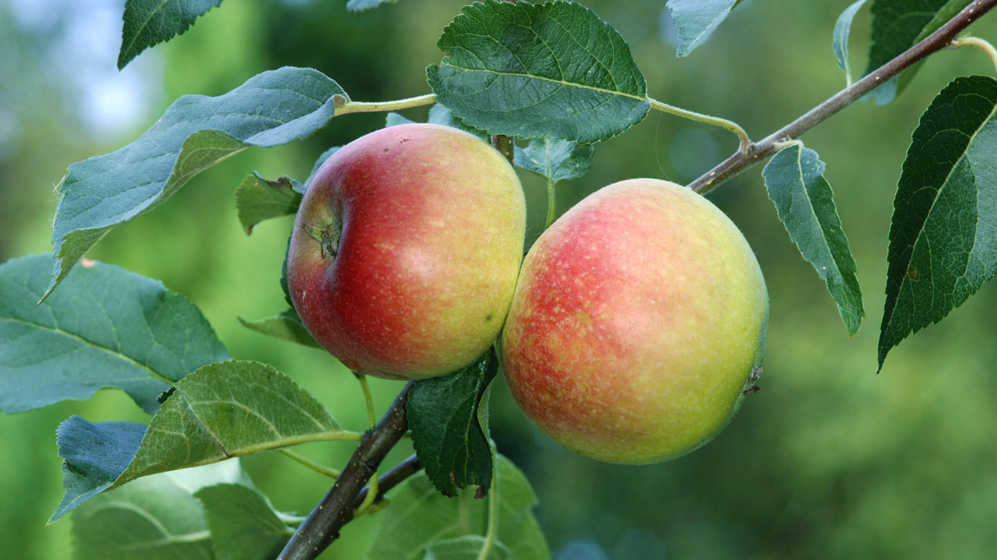 Apple (Malus x domestica) - British Trees - Woodland Trust