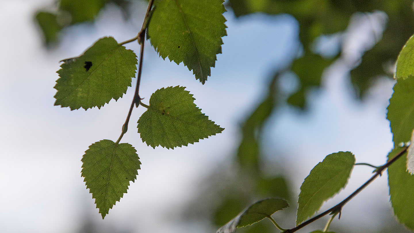 Downy Birch (Betula pubescens) - Woodland Trust