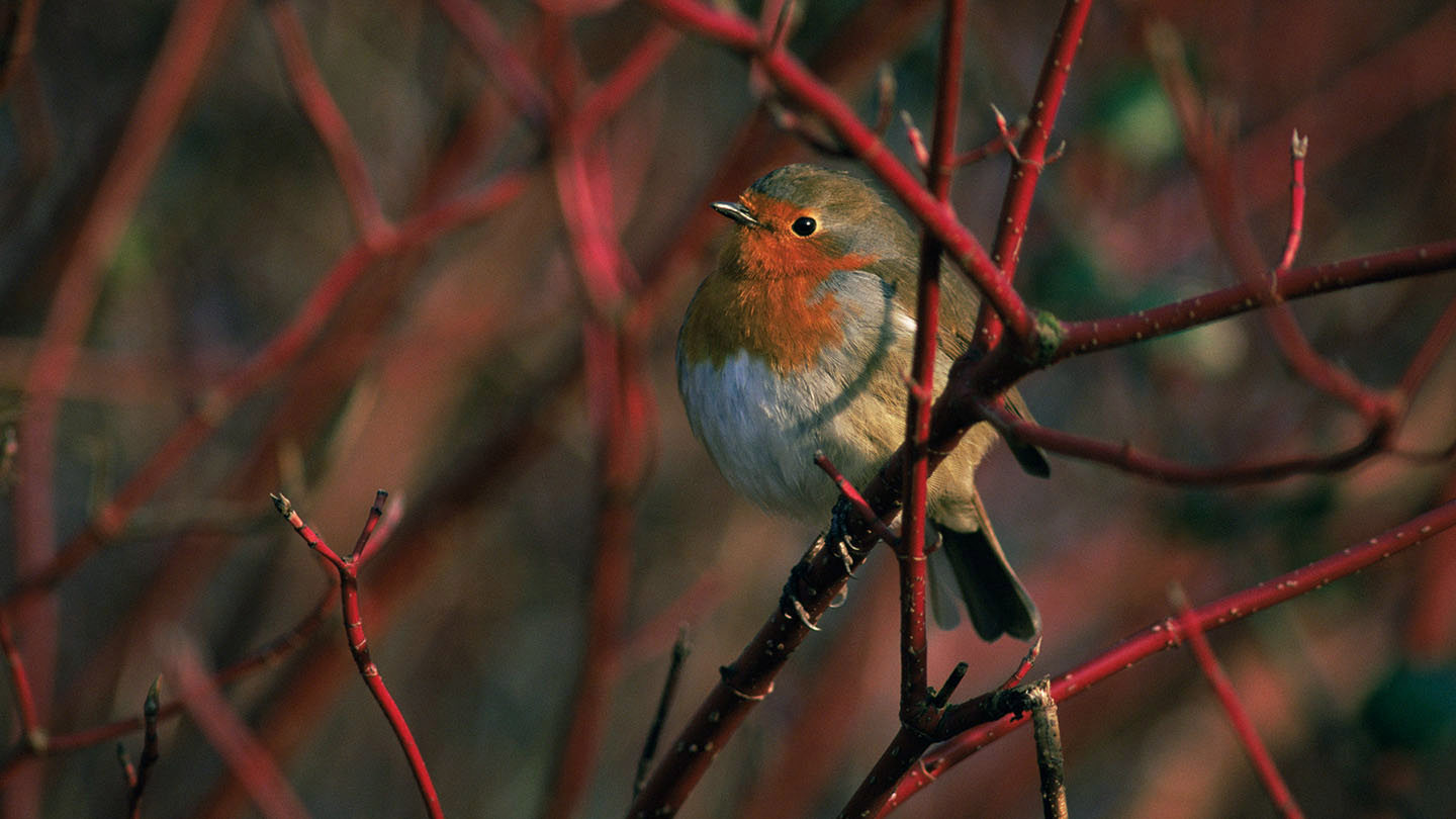 13 Hardy Plants for Your Garden - Woodland Trust
