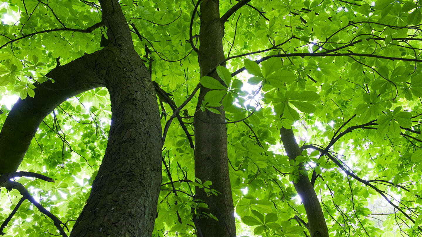 Horse Chestnut (Aesculus hippocastanum) - Woodland Trust