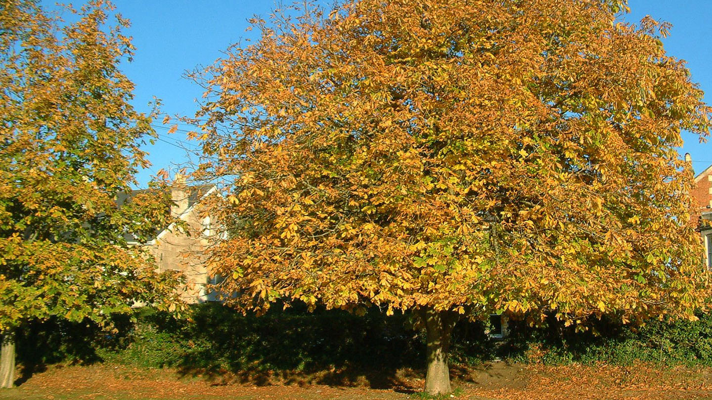 Horse Chestnut (Aesculus hippocastanum) - Woodland Trust